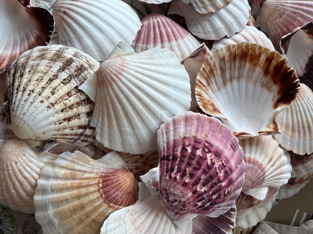 Cleaned Large Scallop Shells for Arts and Crafts - Etsy