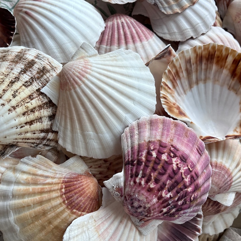 Scallop Shell - Etsy