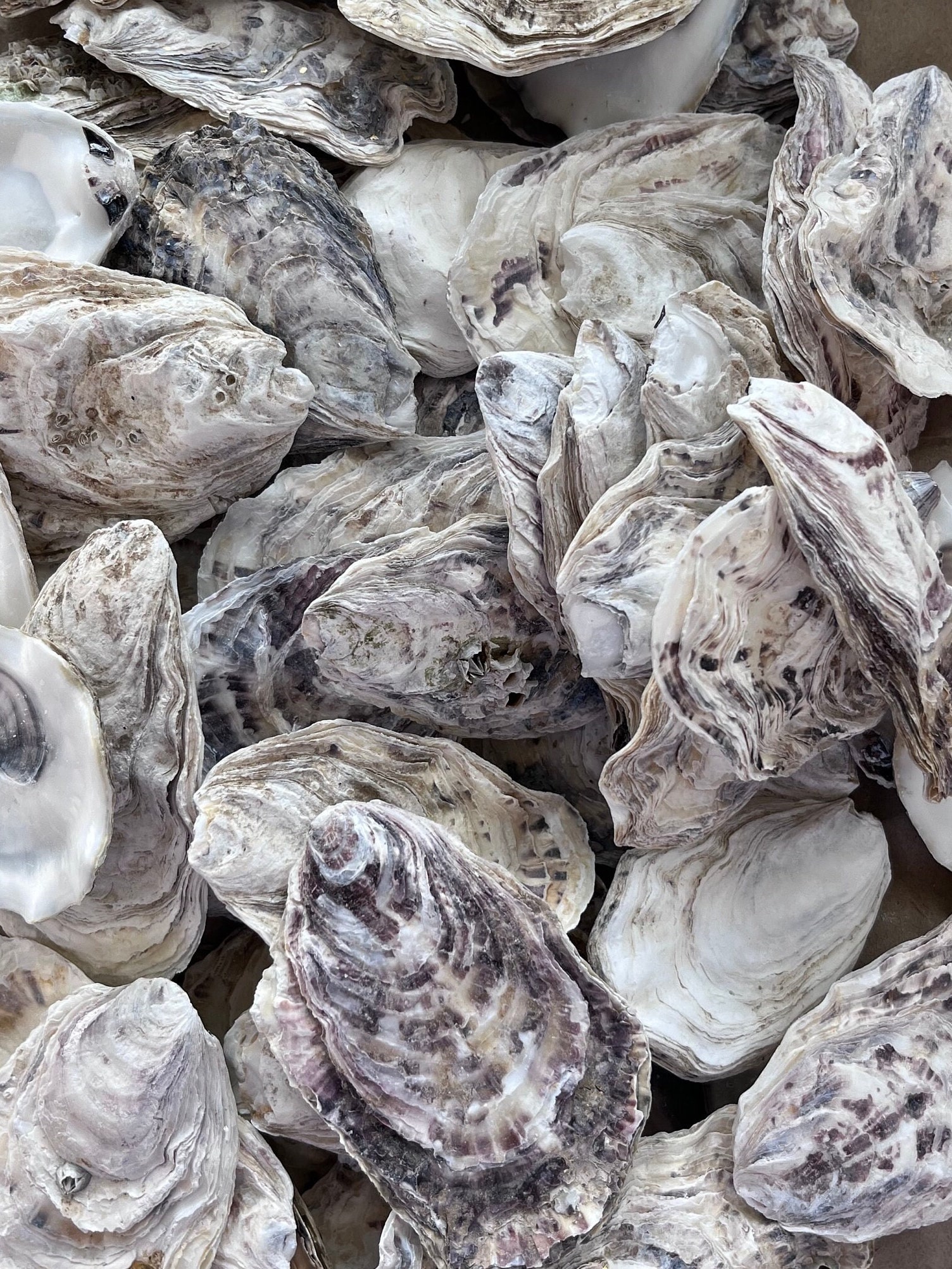 Cleaned Oyster Shells Lids - Etsy