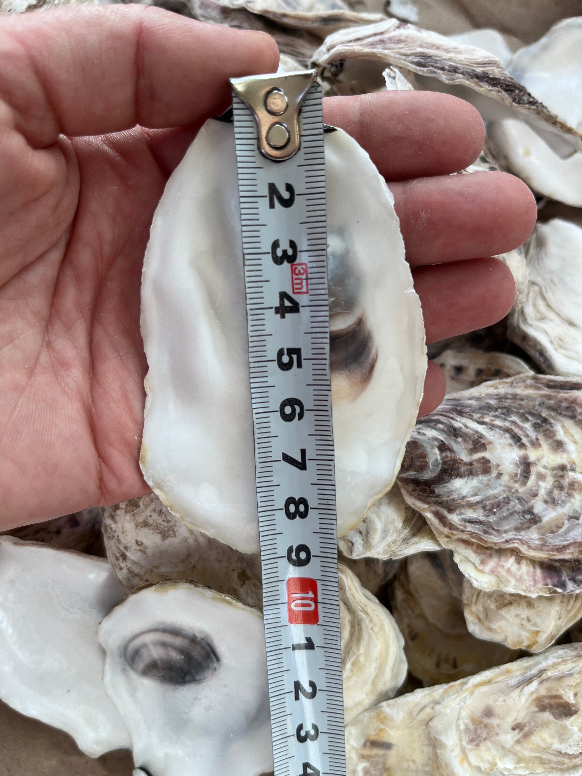 Cleaned Oyster Shells Lids - Etsy