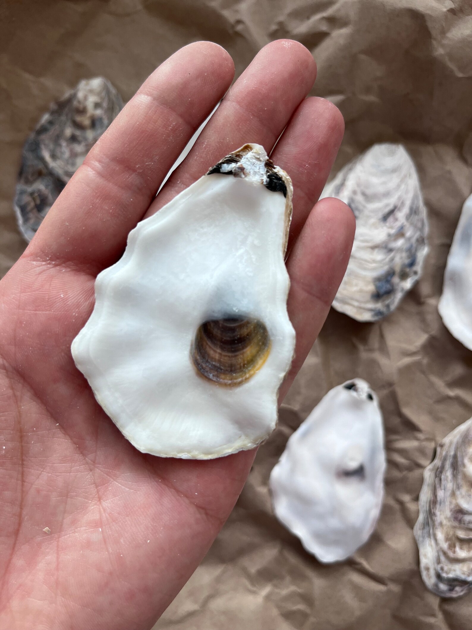 Cleaned Oyster Shells Lids - Etsy