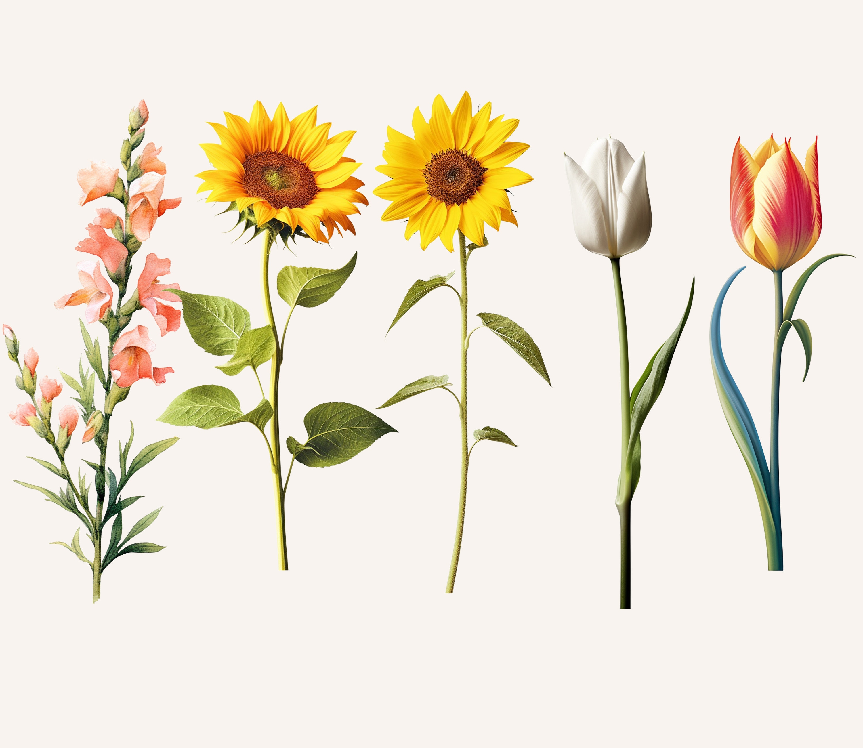 Flowers Watercolor Floral Clipart Flower Stems Summer Flowers - Etsy