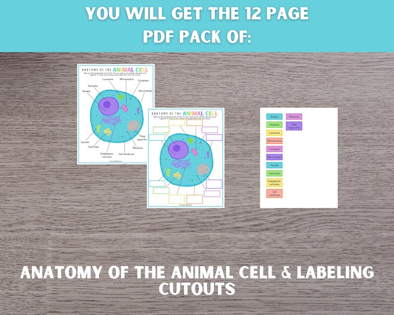 Animal Cell Anatomy Activity, Human Anatomy Busy Book Worksheet, Kids ...