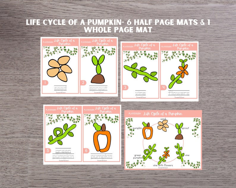 Life Cycle Playdough Mats, Sunflower Life Cycle Play Doh Activity ...
