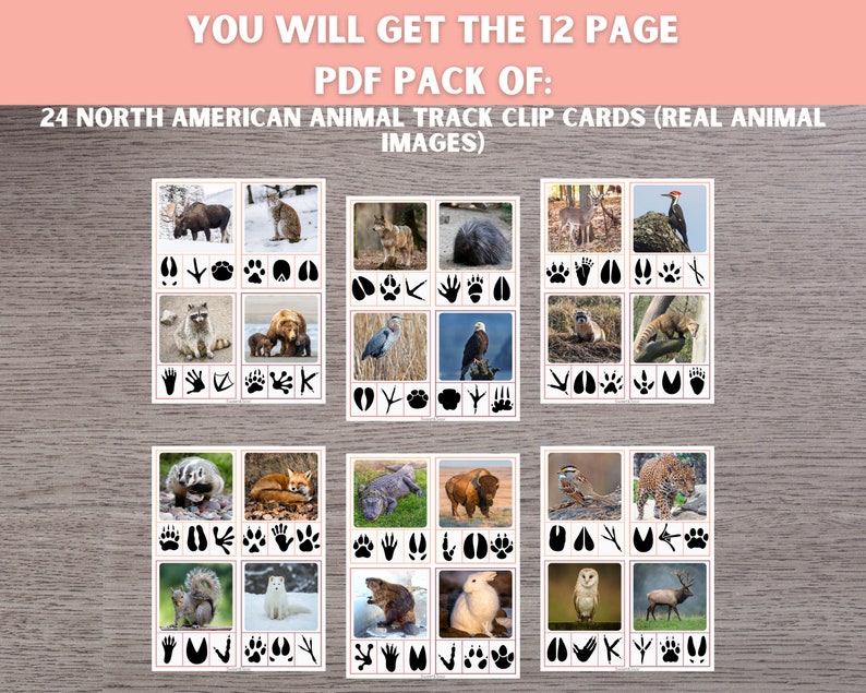 Animal Footprint Clip Cards: North American Animal Track Game (PDF ...