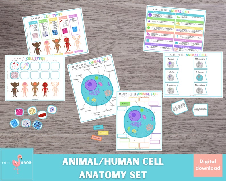Animal Cell Anatomy Activity, Human Anatomy Busy Book Worksheet, Kids ...