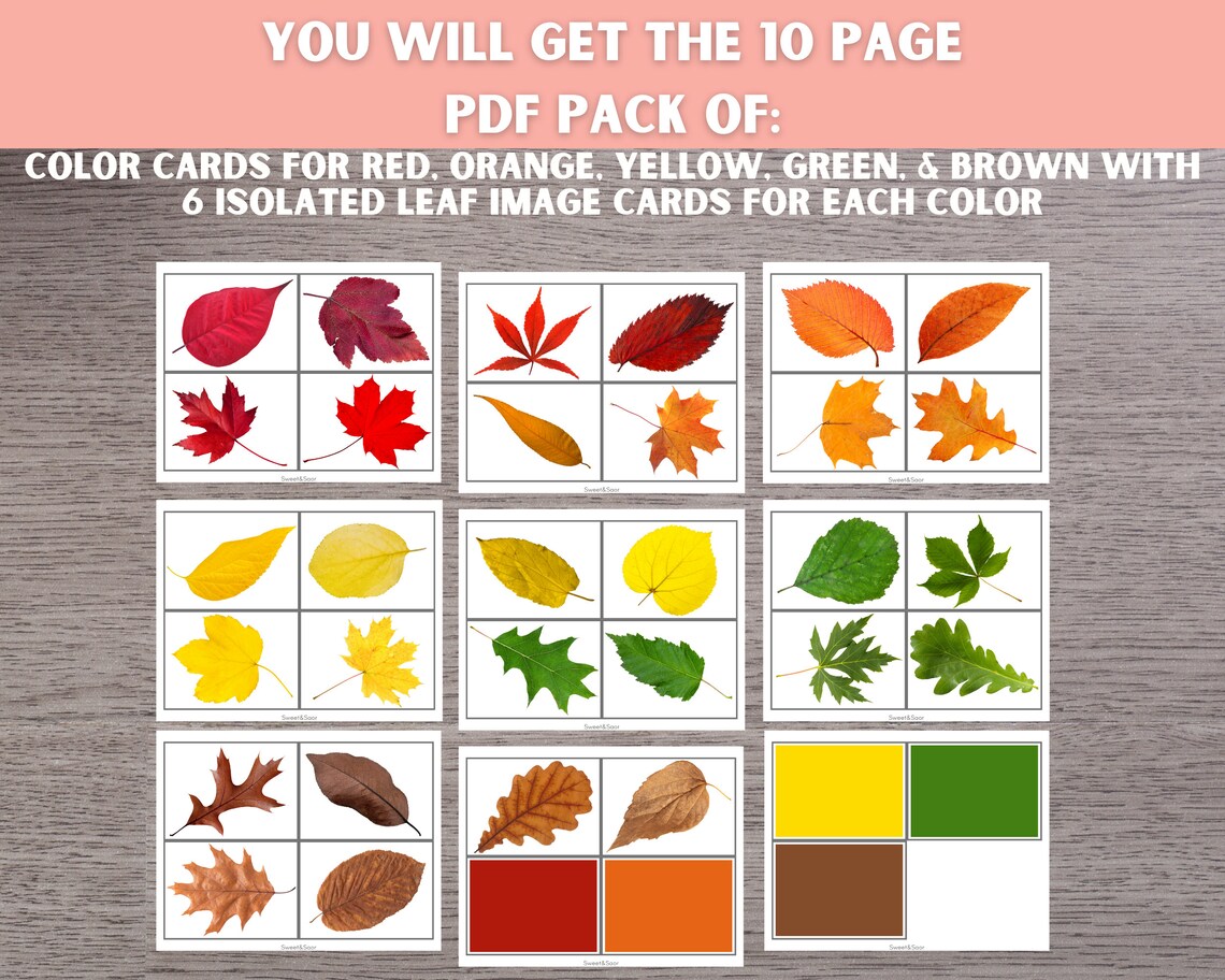 Autumn Leaves Color Sorting Cards: Montessori Preschool Printable (PDF ...