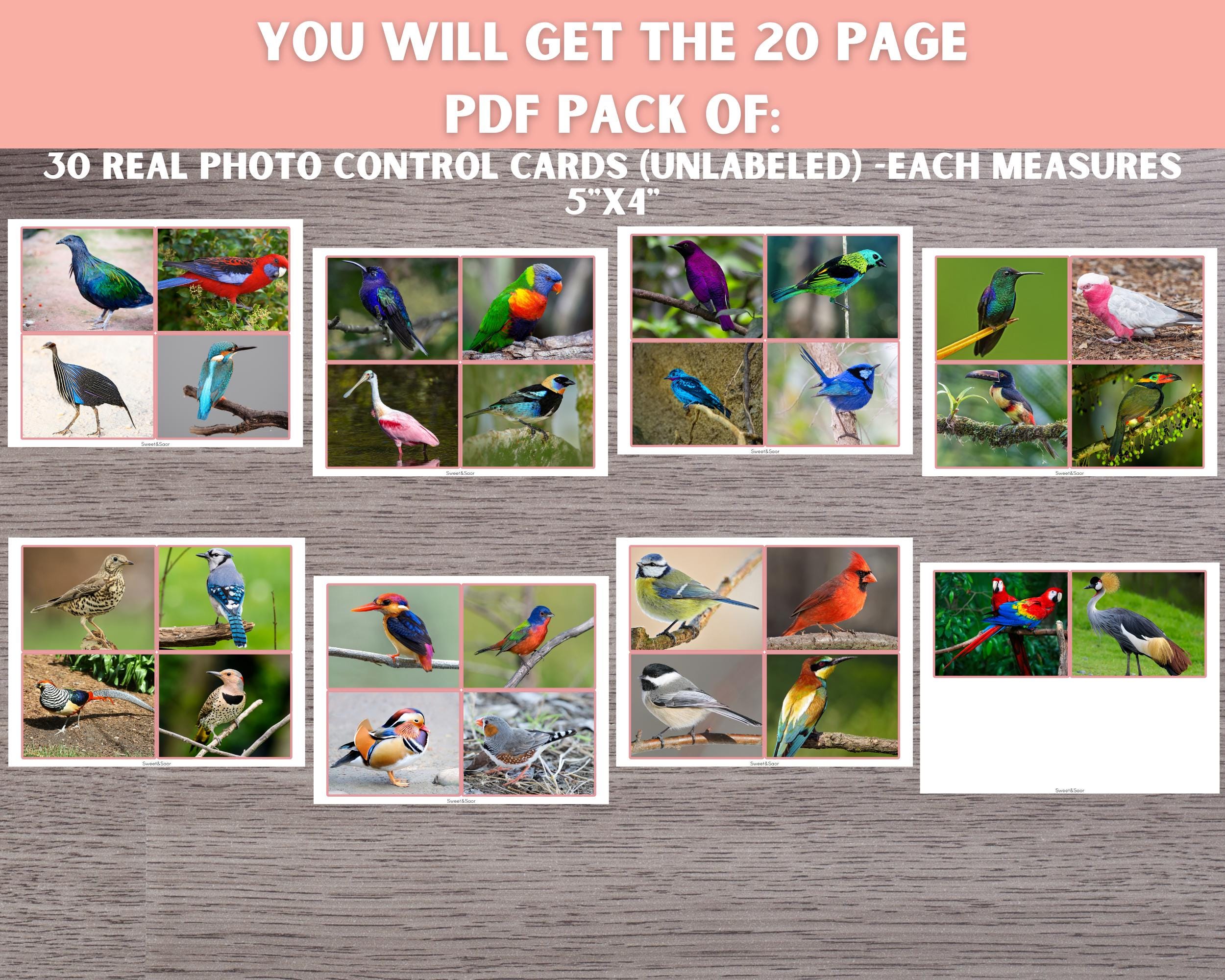 Bird Pattern Matching Game, Animal Pattern Cards, Montessori Science ...