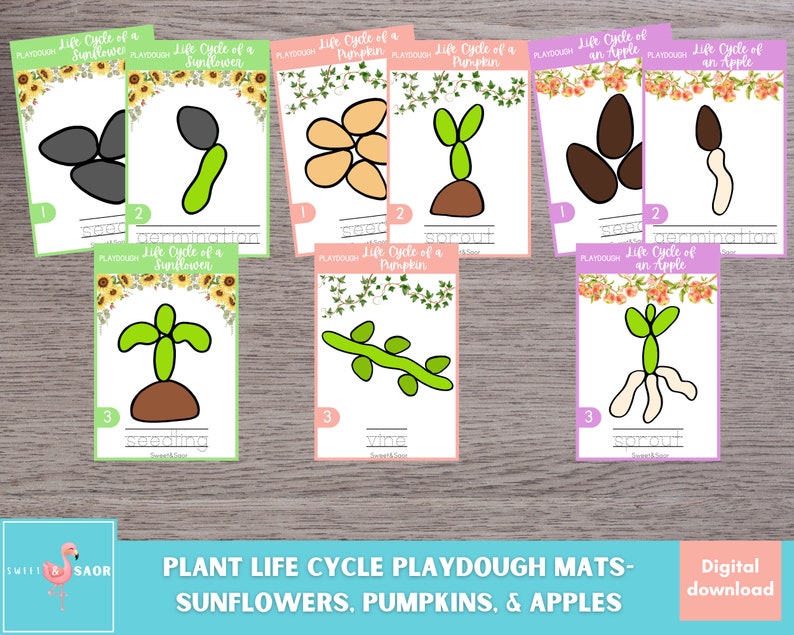 Life Cycle Playdough Mats, Sunflower Life Cycle Play Doh Activity ...