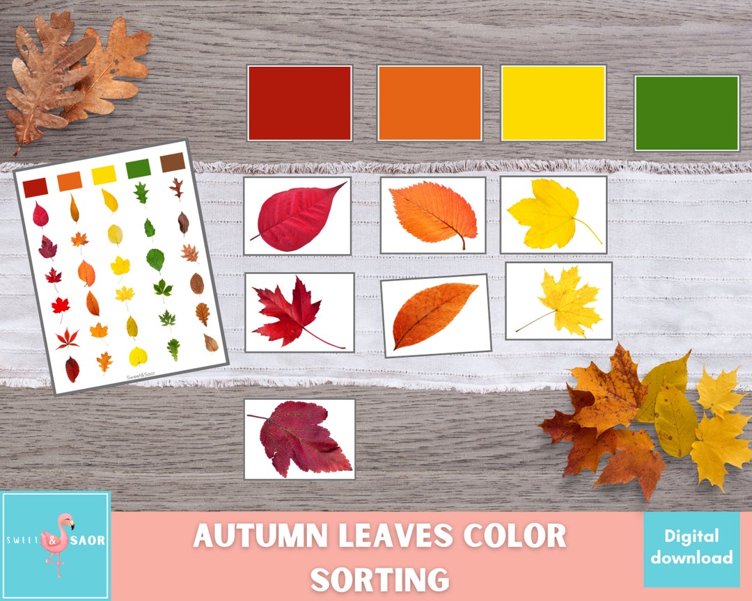 Autumn Leaves Colour Sorting, Fall Color Matching Printable, Toddler ...