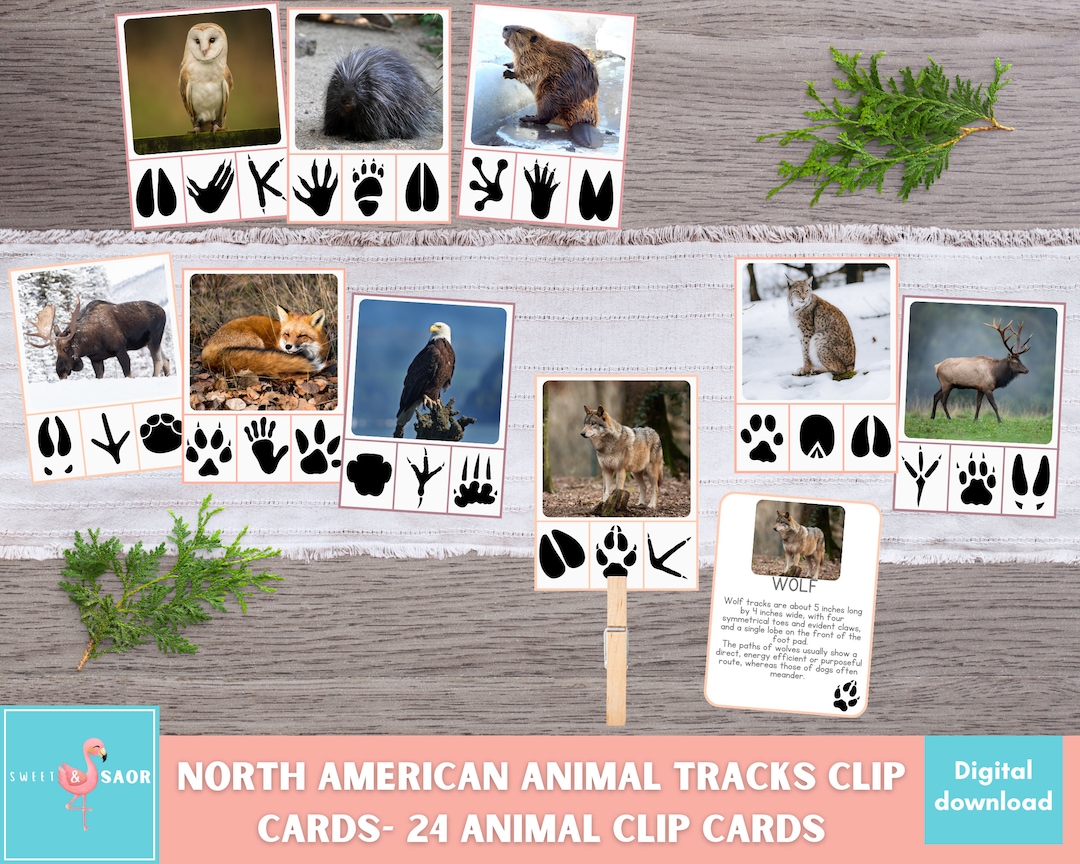 Animal Footprint Clip Cards: North American Animal Track Game (PDF ...