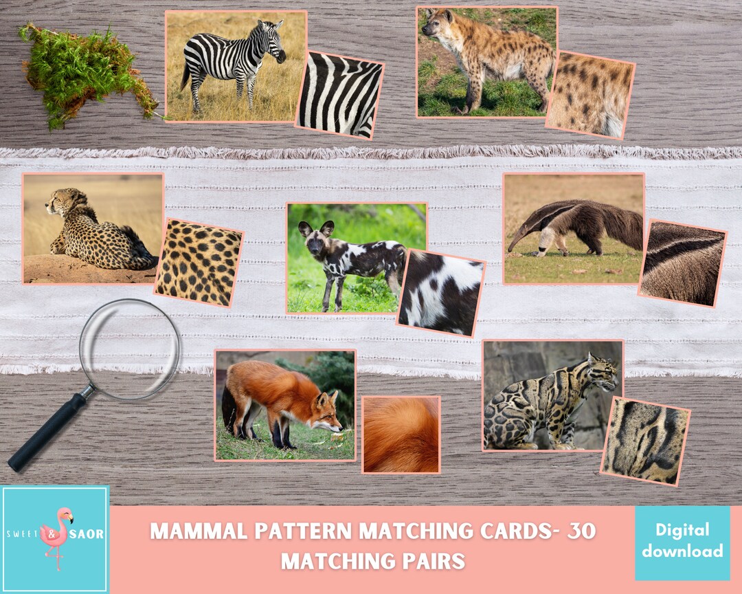 Animal Pattern Matching Printable Cards, Montessori Mammals of the ...