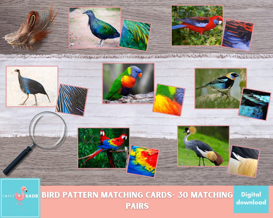 Bird Pattern Matching Game, Animal Pattern Cards, Montessori Science ...