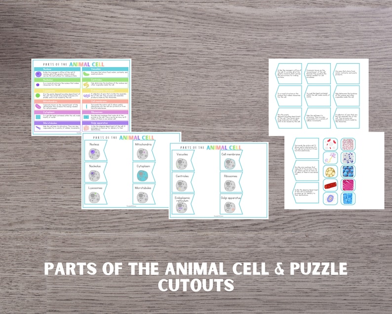 Animal Cell Anatomy Activity, Human Anatomy Busy Book Worksheet, Kids ...