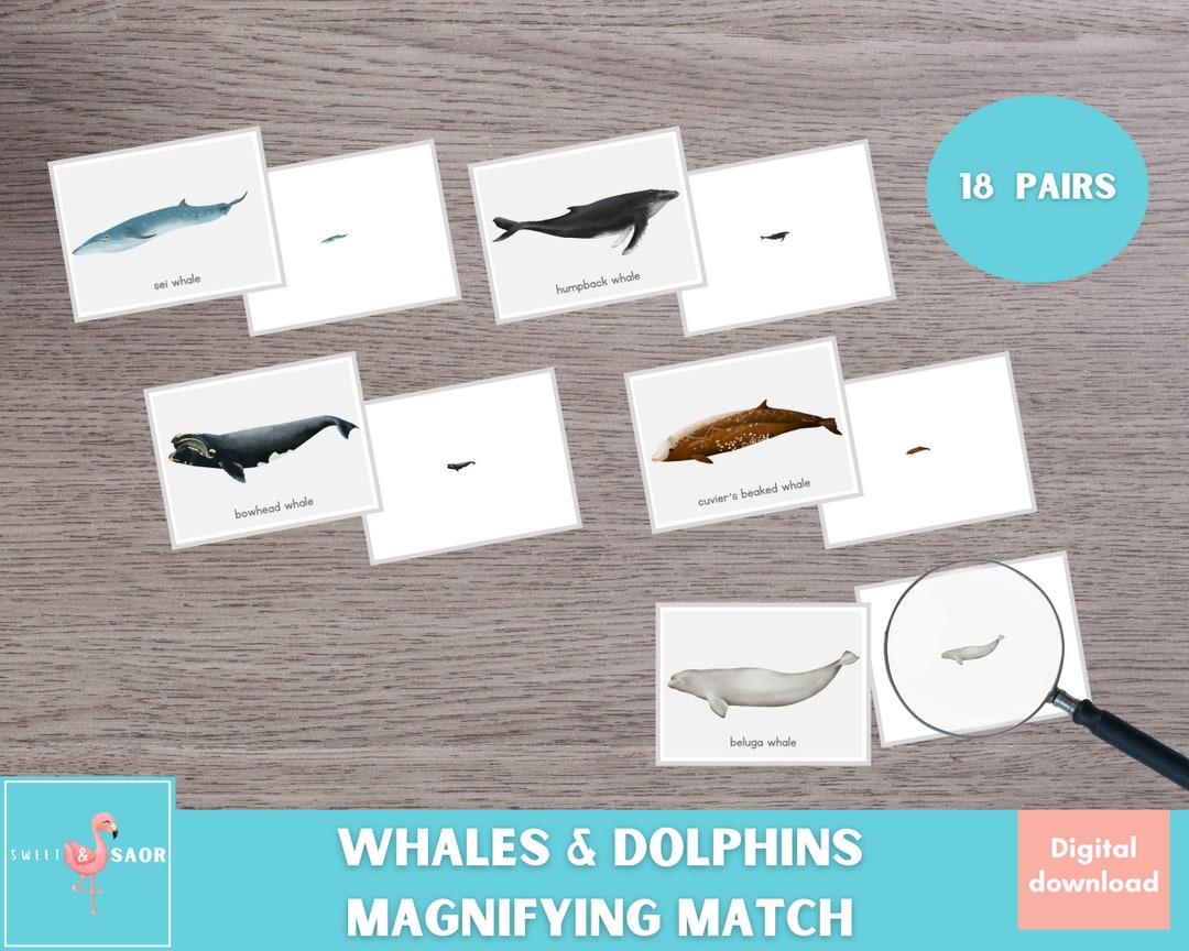 Whale and Dolphin Magnifying Match Activity, Magnifying Glass Game ...