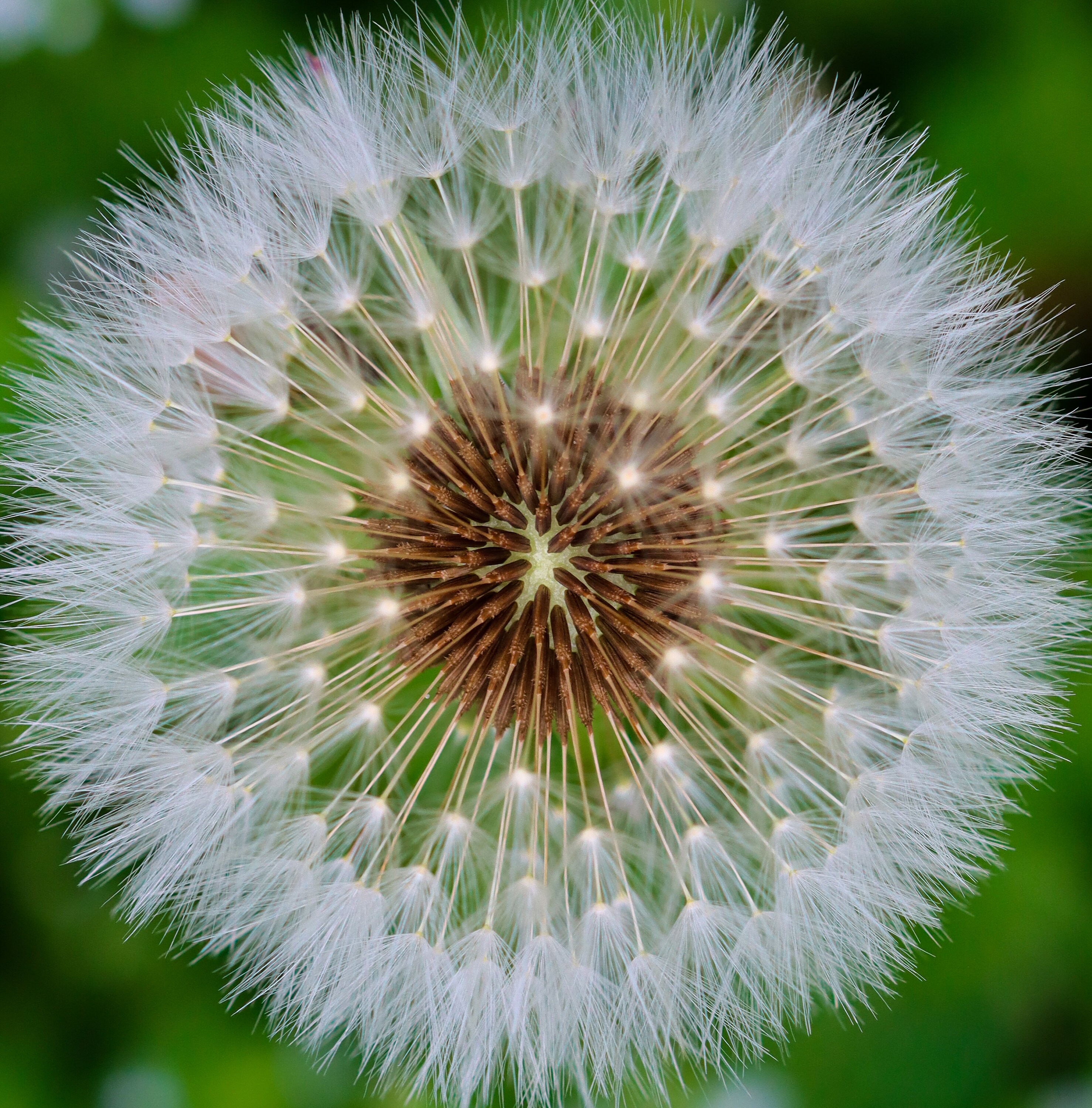 Dandelion - Etsy
