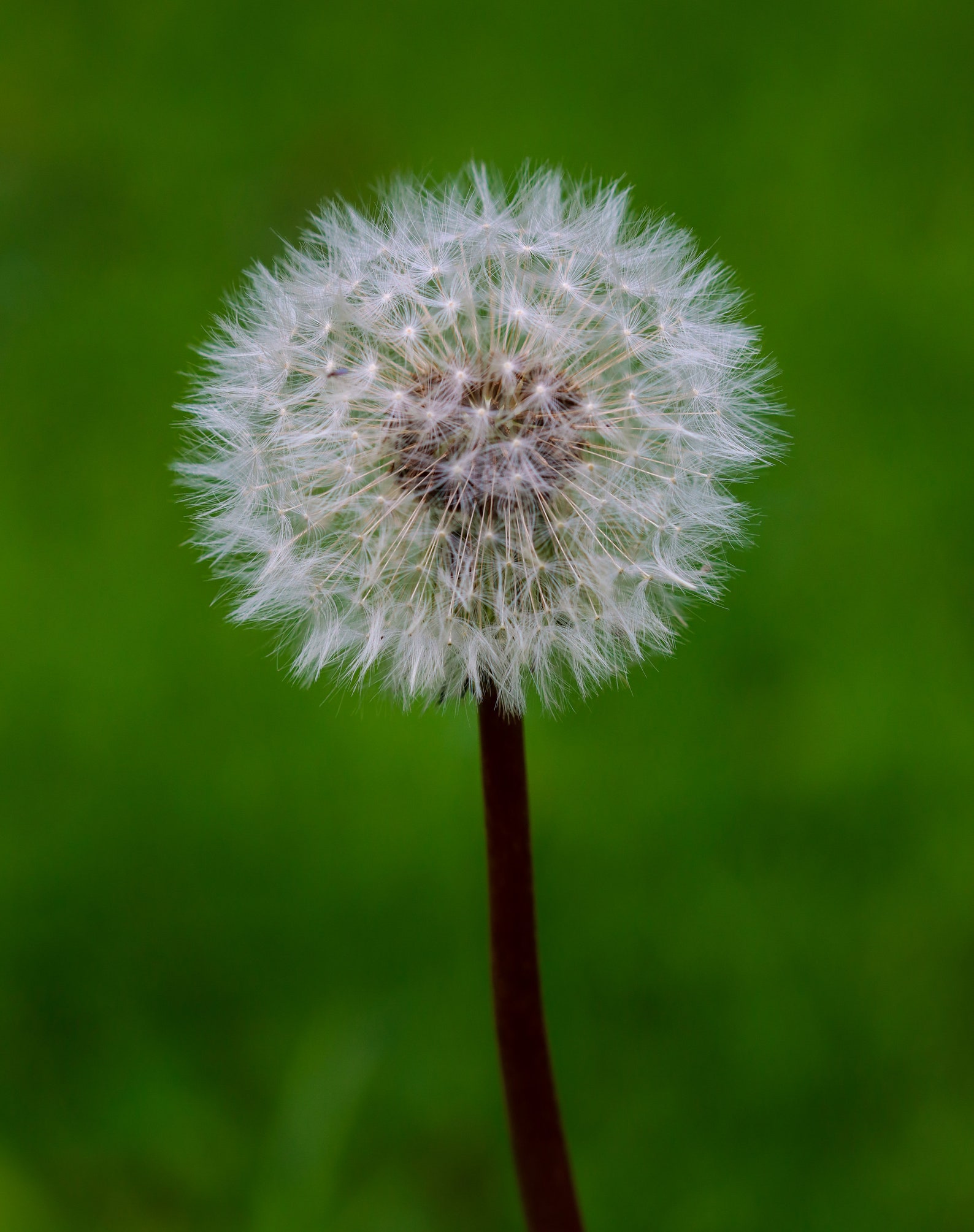 Dandelion - Etsy