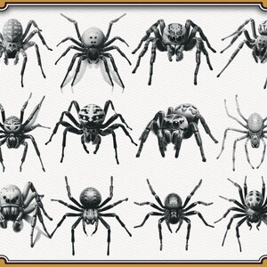 Spider Stamps for Procreate| + PNG Files| Procreate Brush-set Spider ...