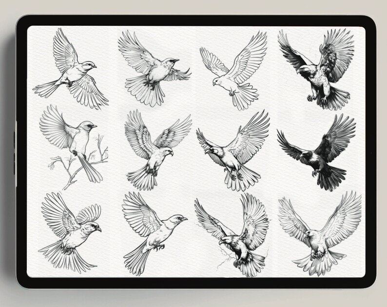 400 Procreate Bird Stamps| Realistic Bird Brushes for Procreate ...