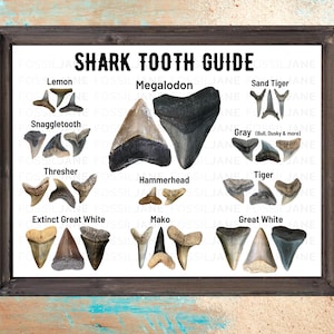Shark Tooth Identification Guide, Instant Download, Fossil ID Card ...