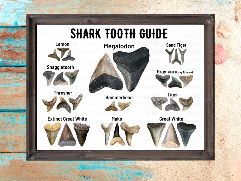 Shark Tooth Identification Guide, Instant Download, Fossil ID Card ...