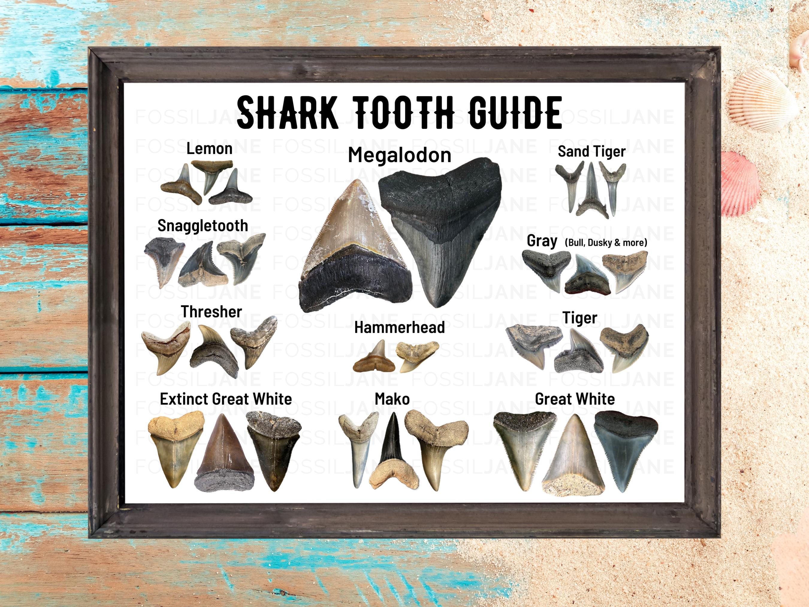 Shark Tooth Identification Guide, Instant Download, Fossil ID Card, Digital Download - Etsy