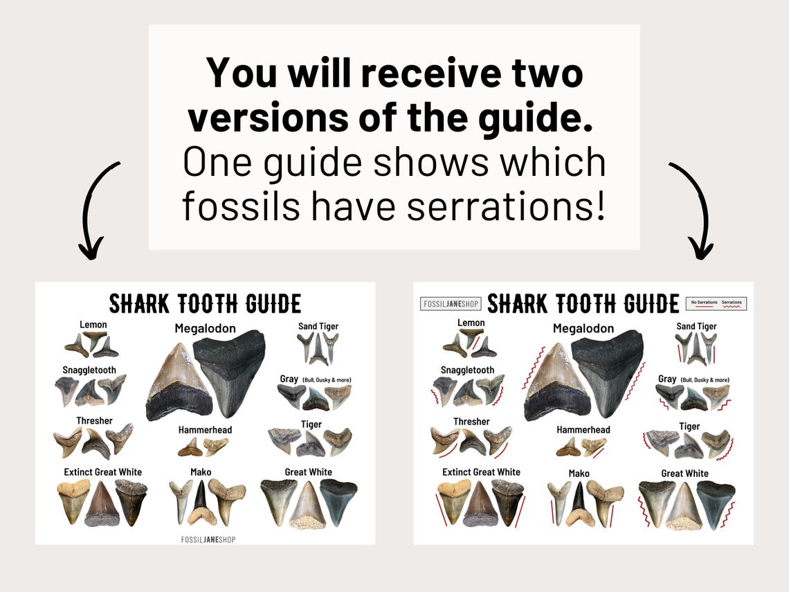 Shark Tooth Identification Guide, Instant Download, Fossil ID Card ...