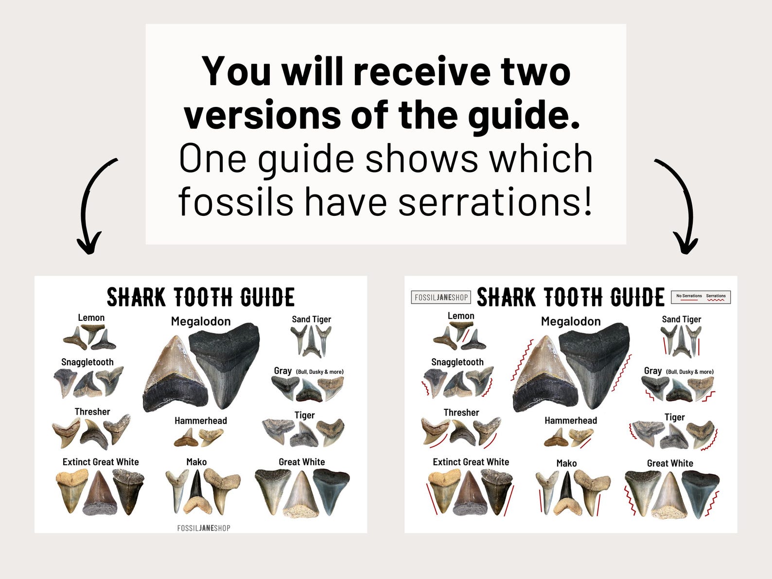 Shark Tooth Identification Guide, Instant Download, Fossil ID Card, Digital Download - Etsy