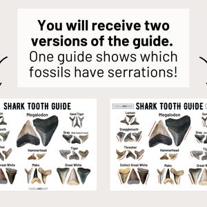 Shark Tooth Identification Guide, Instant Download, Fossil ID Card ...