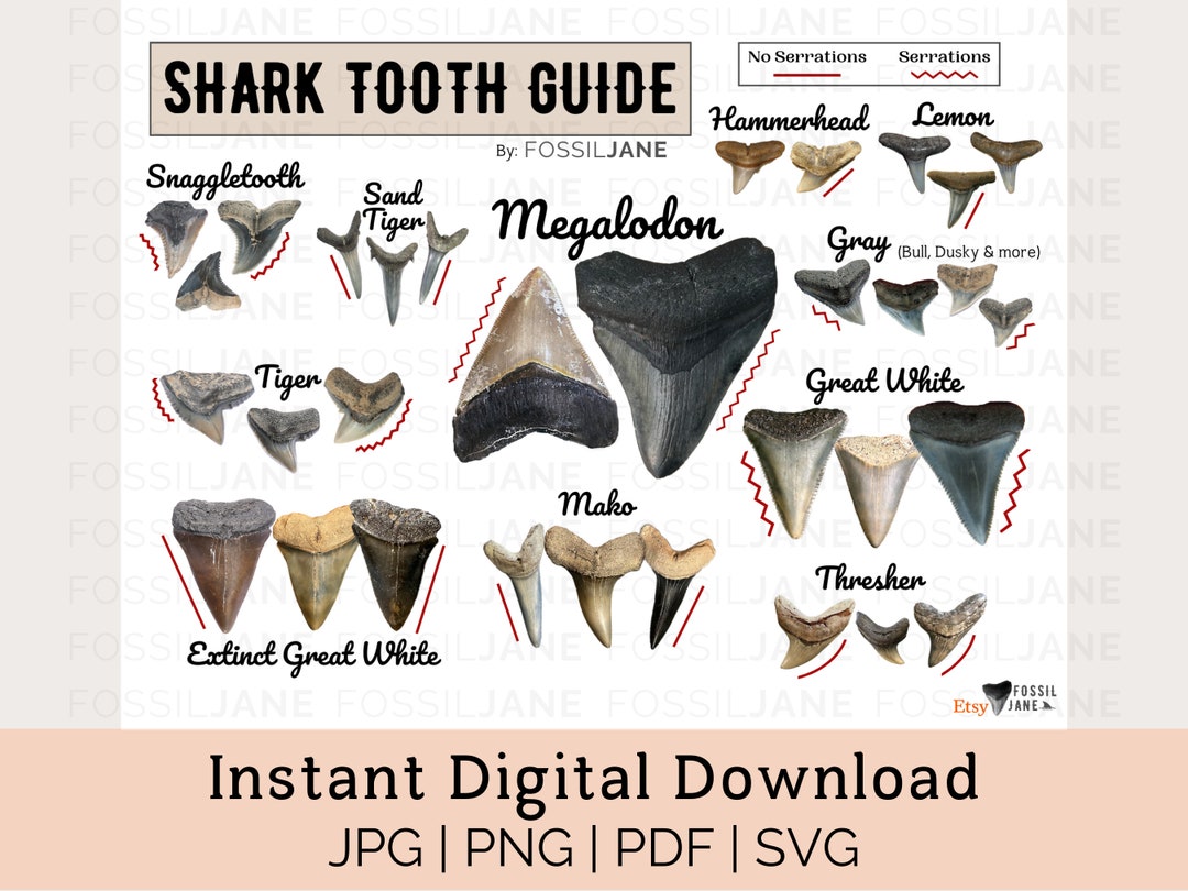 Shark Tooth Identification Guide, Instant Download, Fossil ID Card, Digital Download - Etsy