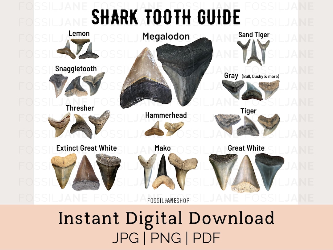Shark Tooth Identification Guide, Instant Download, Fossil ID Card, Digital Download - Etsy