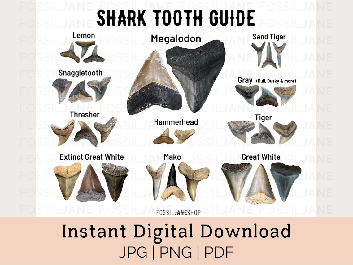 Shark Tooth Identification Guide, Instant Download, Fossil ID Card ...