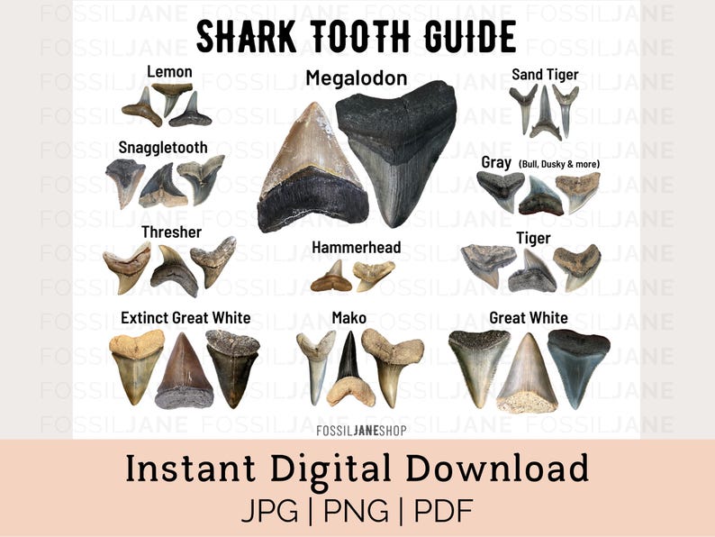 Shark Tooth Identification Guide, Instant Download, Fossil ID Card, Digital Download - Etsy