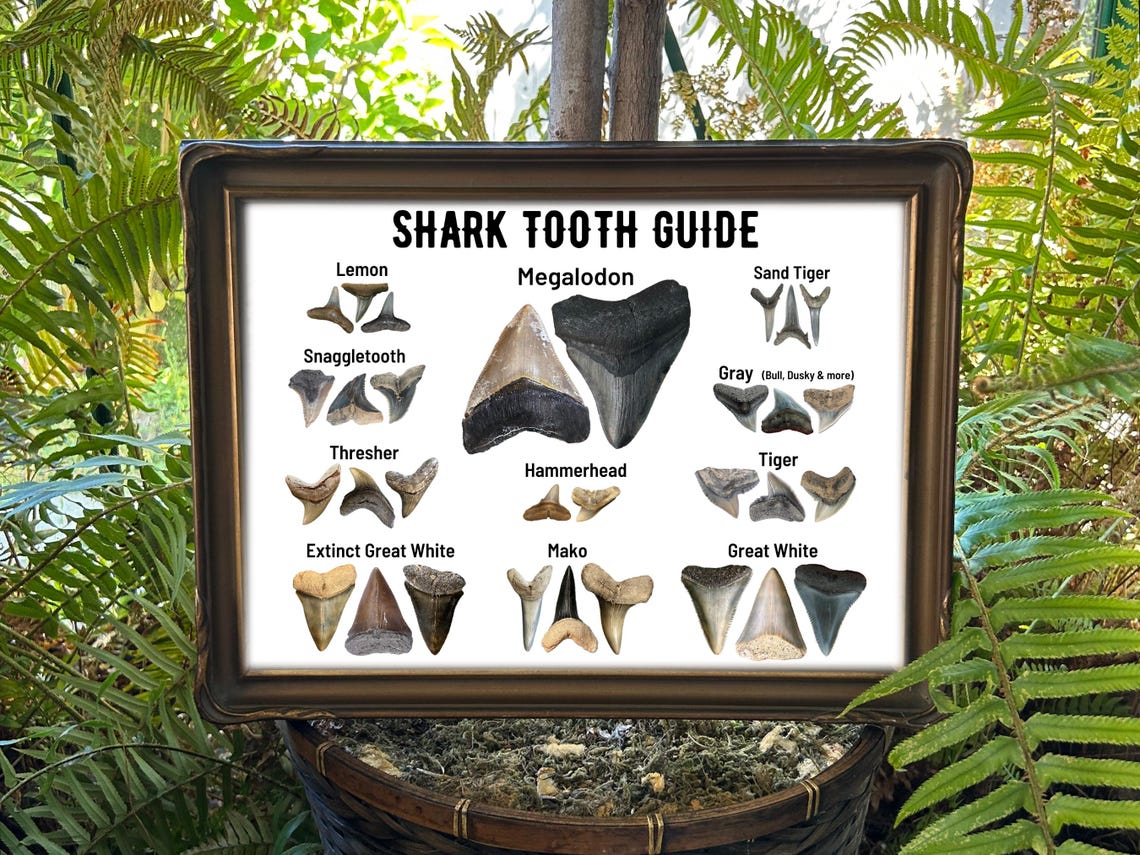 Shark Tooth Identification Guide, Instant Download, Fossil ID Card, Digital Download - Etsy