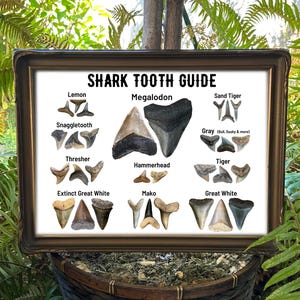 Shark Tooth Identification Guide, Instant Download, Fossil ID Card ...