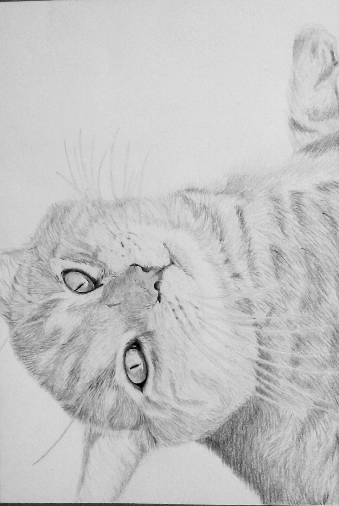Pet Portrait Pencil Drawing Handmade Dog Cat Bird Pet Graphite Drawing ...