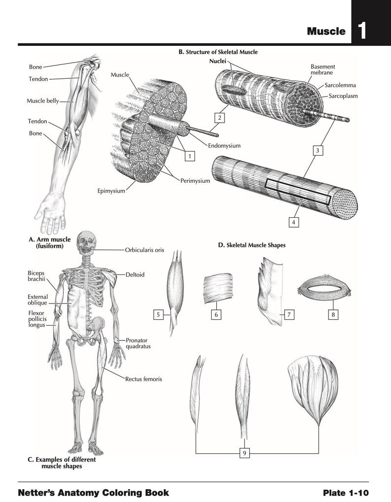 Netter's Anatomy Coloring Book - Second 2nd Edition 2e - Etsy
