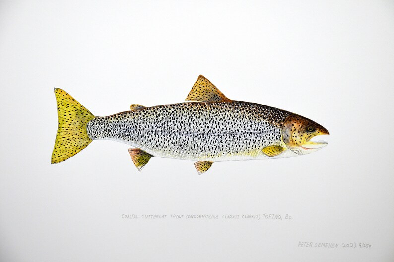 Cutthroat Trout Limited Edition Print - Etsy