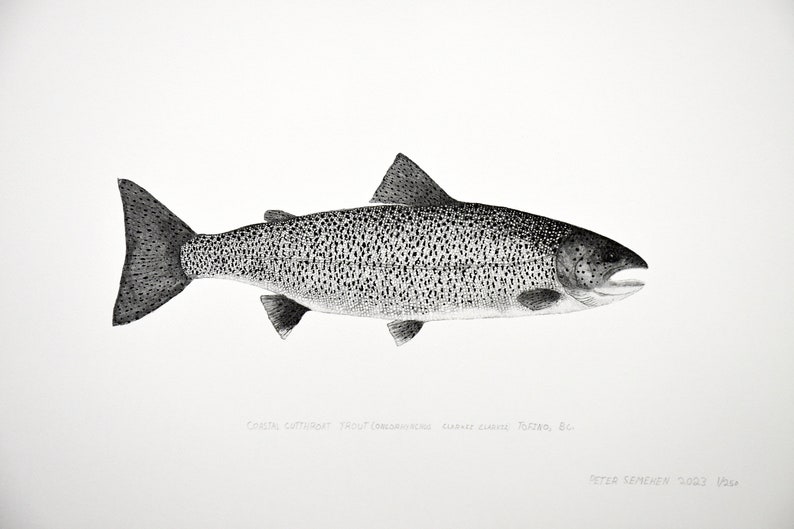 Cutthroat Trout Limited Edition Print Black & White - Etsy