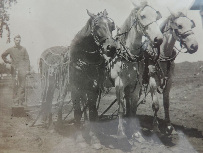 1920s Vintage Black & White Photo of Farmer and 3 Plow Horses - Etsy