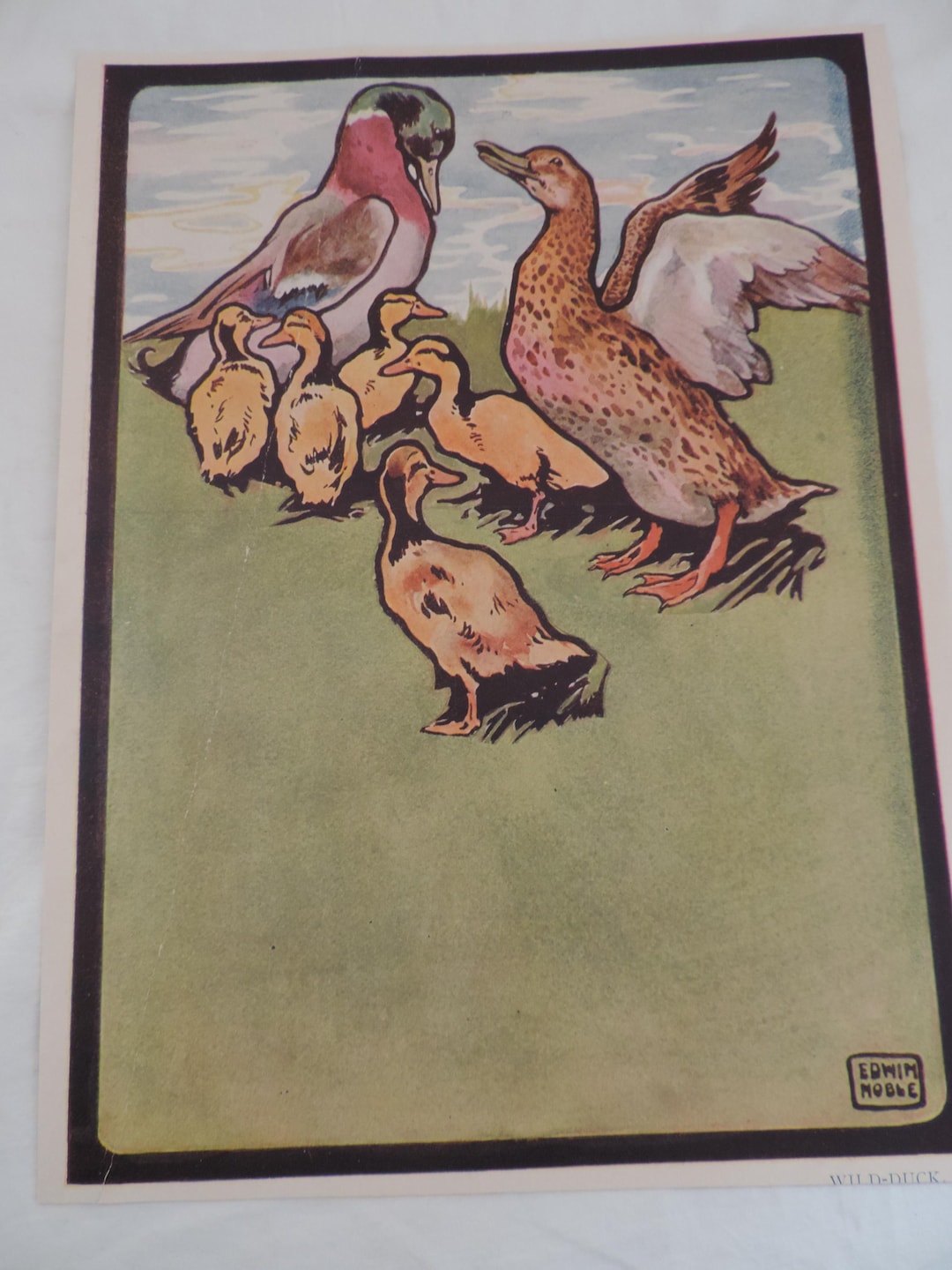 Book Print of Wild Ducks by Artist Edwin Noble From 1910 Book "wild ...