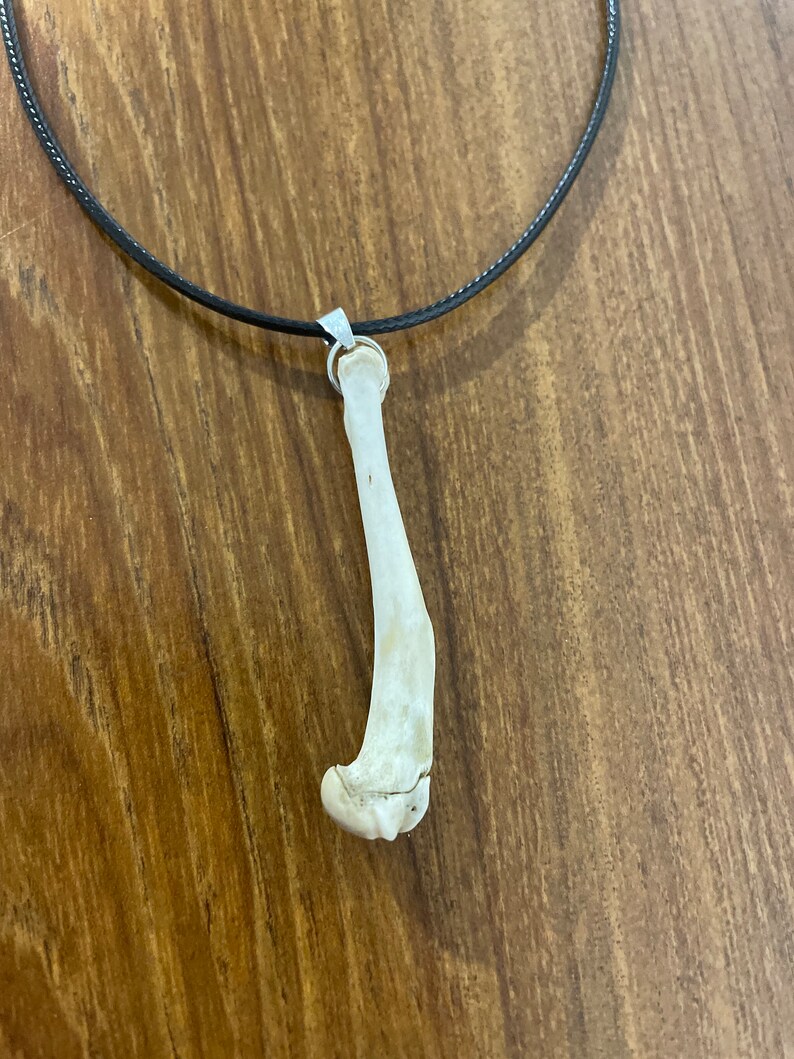 Rabbit Humerus Necklace - Etsy