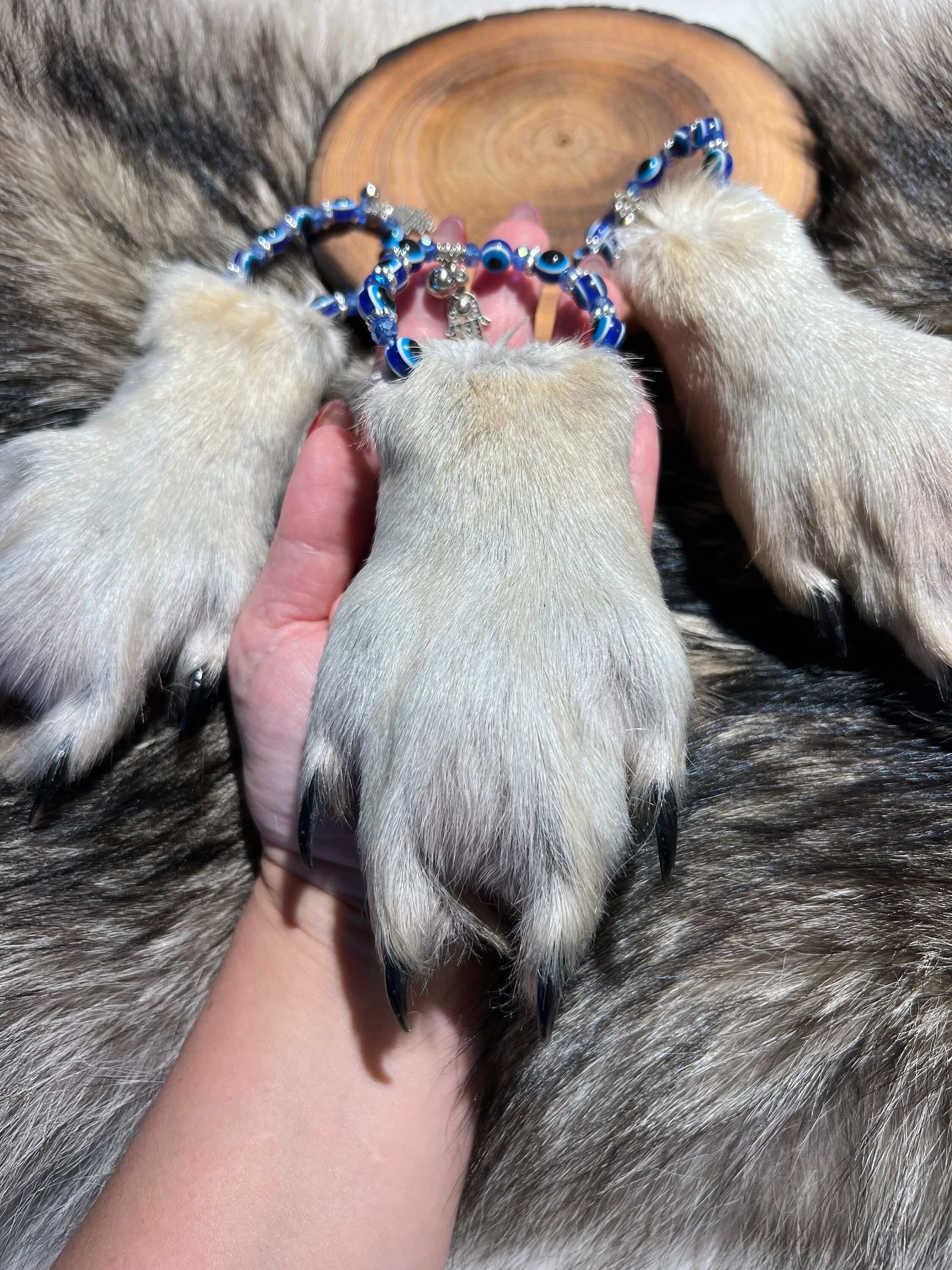 Coyote Paw. Real Coyote Paw. Soft Paw Taxidermy - Etsy
