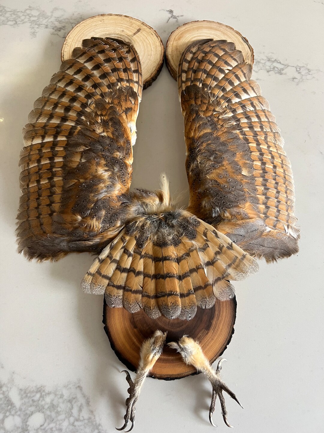 Taxidermy. Barn Owl tyto Alba Bird Complete With Wings, Tail and Paws ...