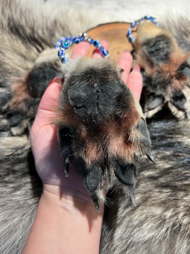 Coyote Paw. Real Coyote Paw. Soft Paw Taxidermy - Etsy