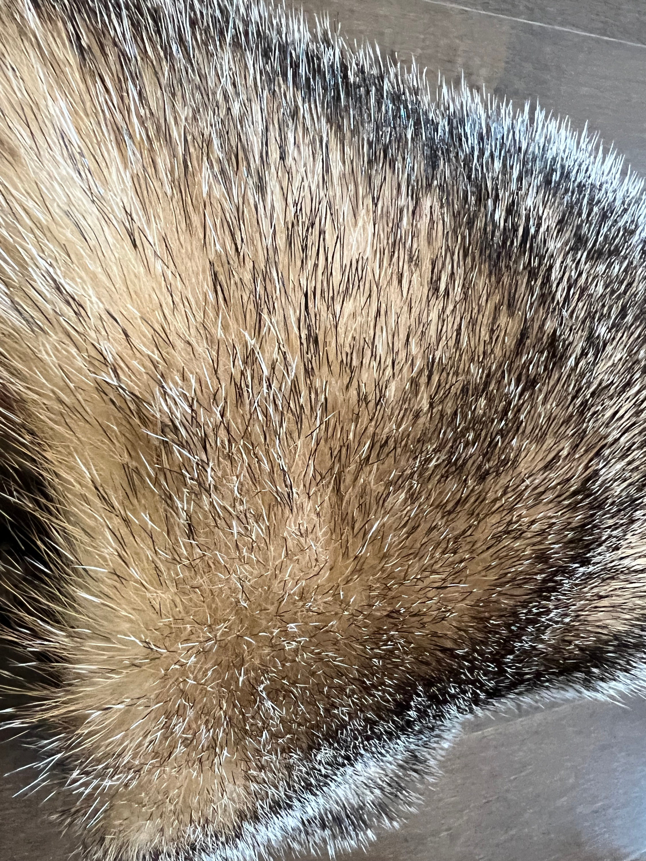 Continental European Wild Badger. Gothic Shaman Healing Skin. - Etsy