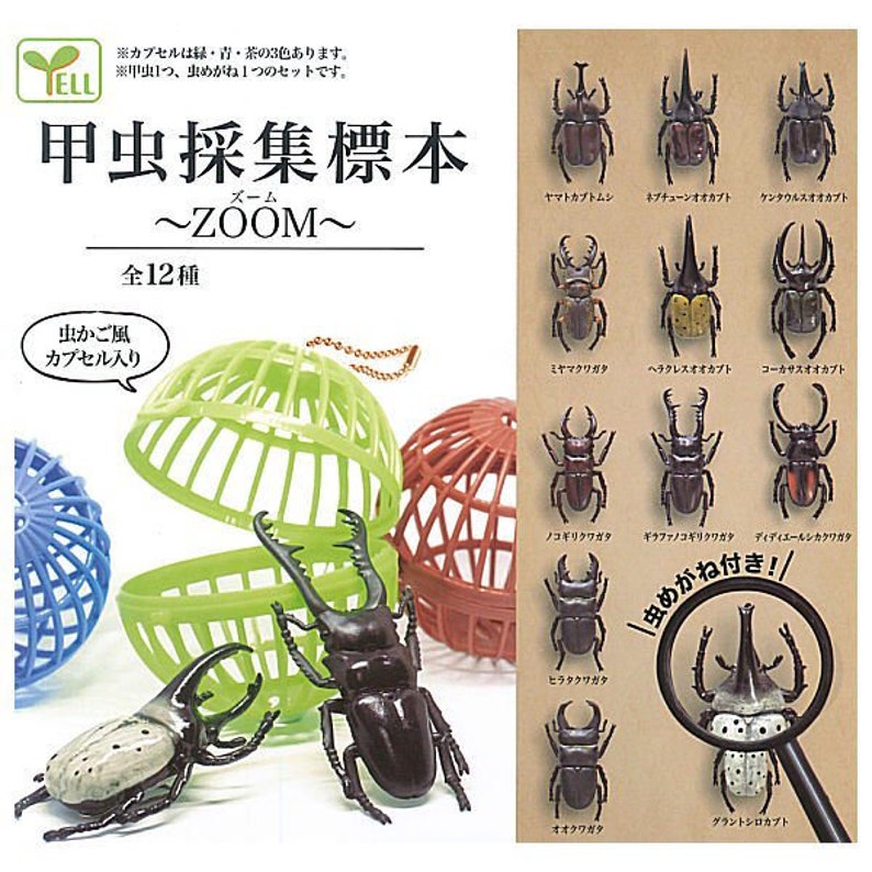 Beetle Collection Specimen All 12 Types Capsule Toy Gacha Gashapon ...
