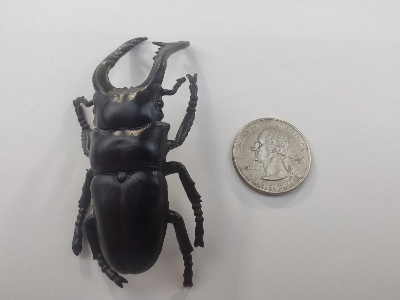 Beetle Collection Specimen All 12 Types Capsule Toy Gacha Gashapon ...