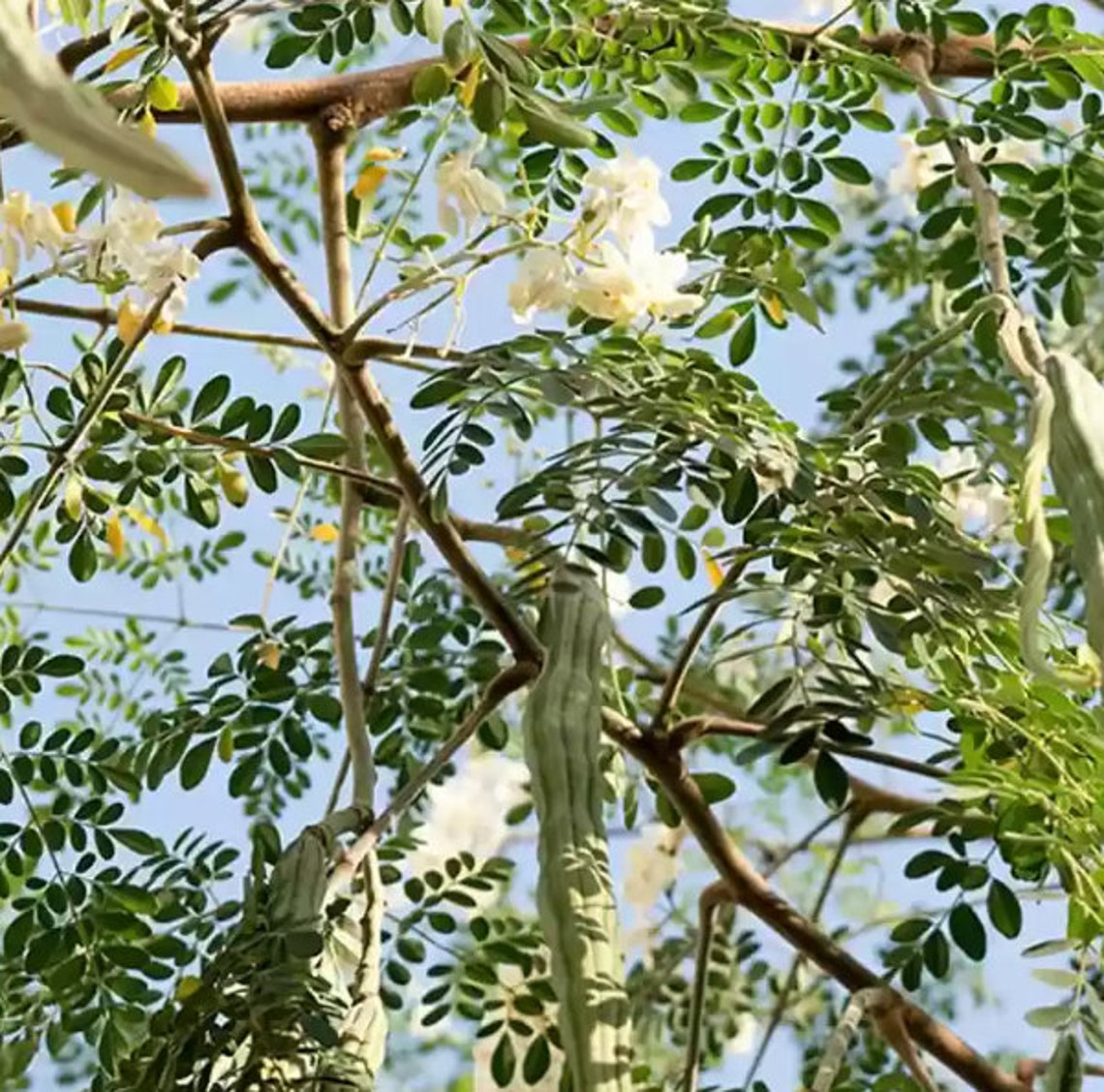 6 Moringa Oleifera (miracle Tree) Unrooted Cuttings. - Etsy