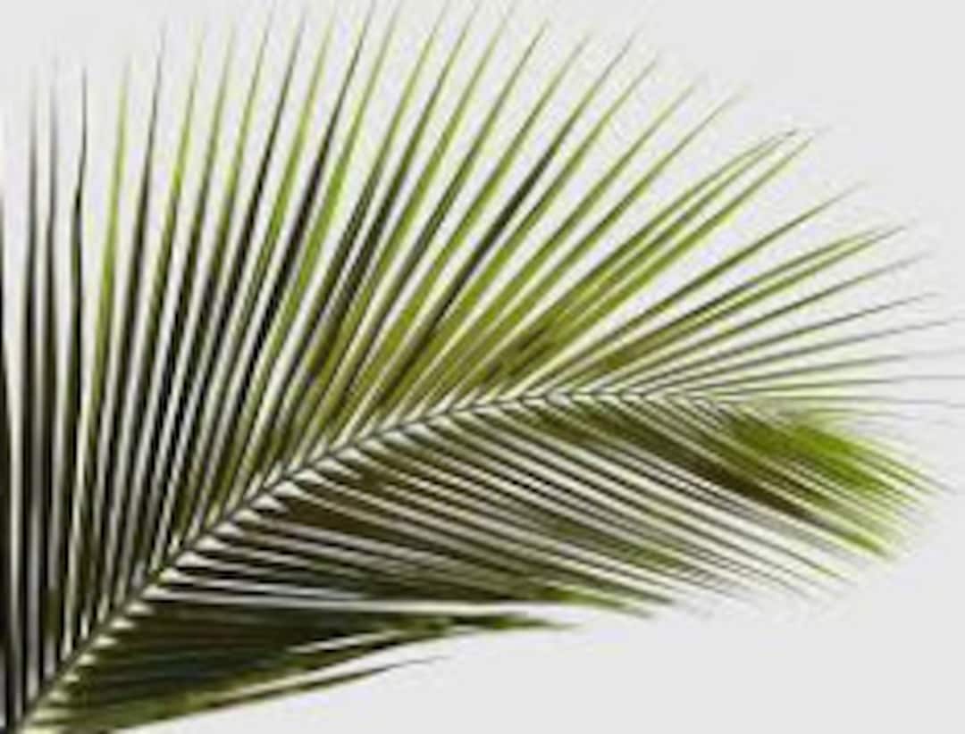 Organic Coconut Palm Leaves - Perfect for Crafts and DIY Projects ...